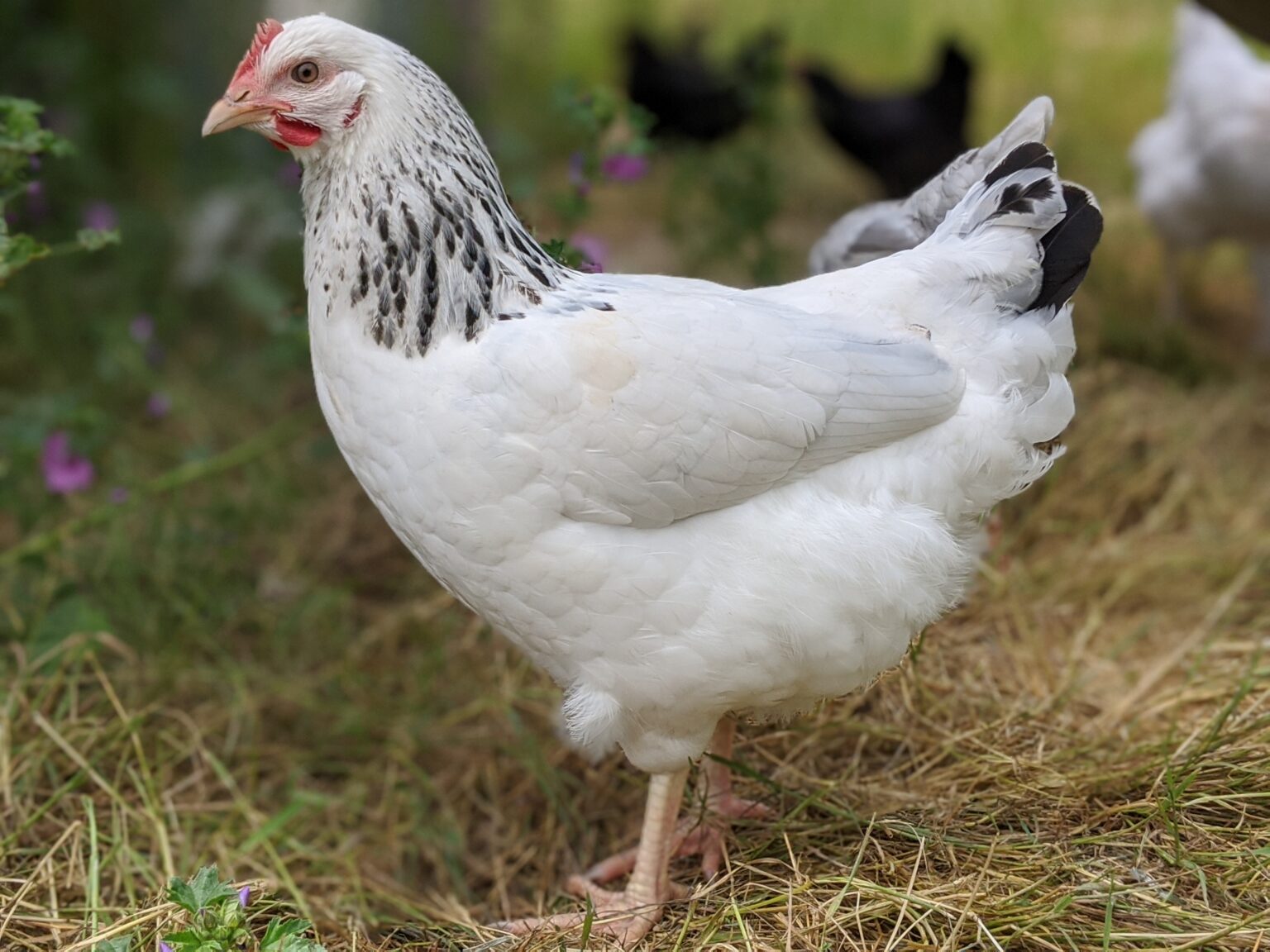 Hen Pals - Backyard Poultry